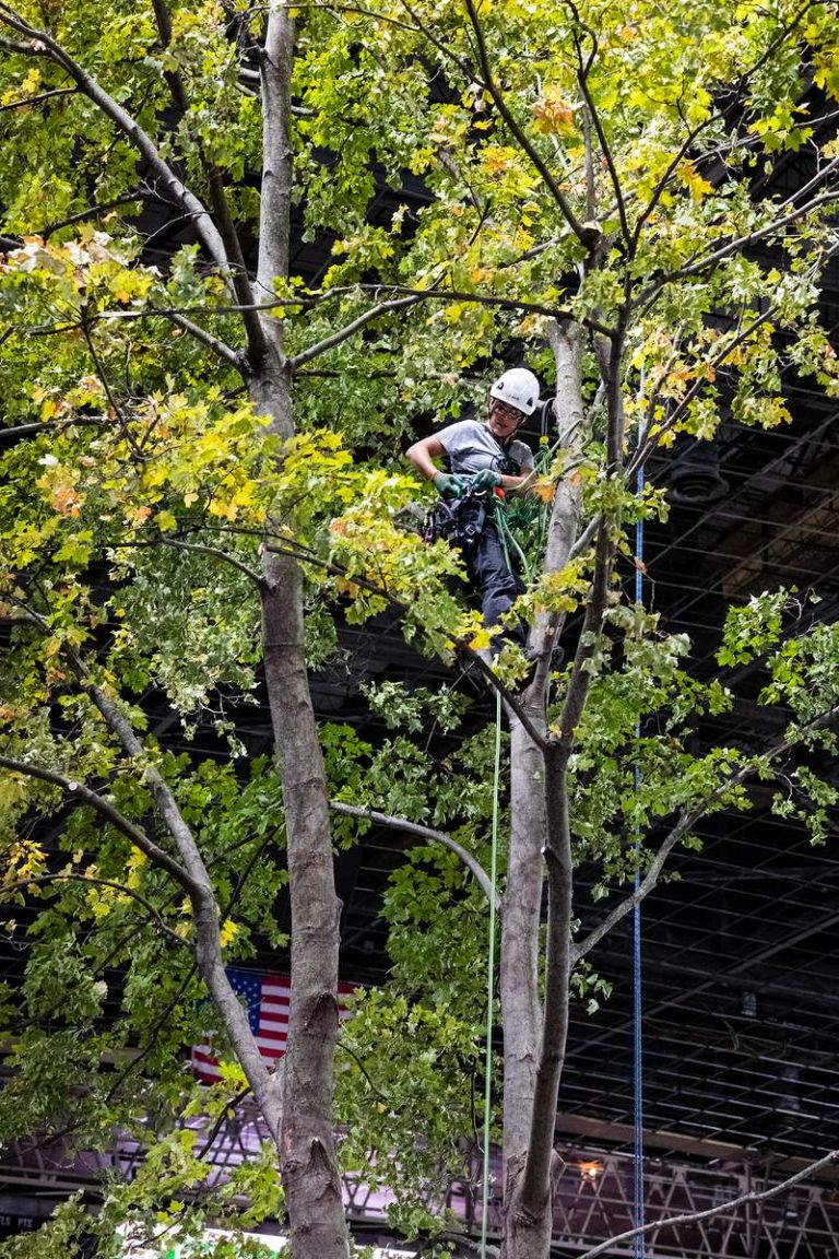 In-Tree Training and Arborist Workshops Bring Unique Opportunities to ...