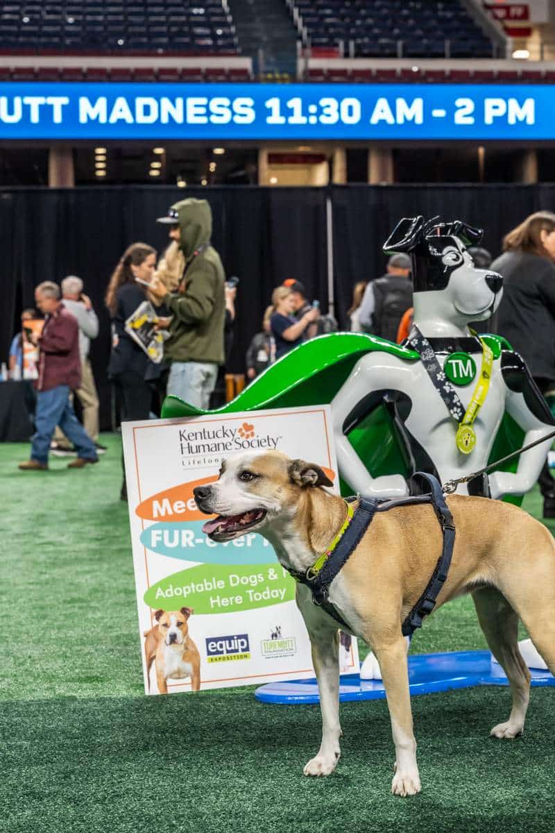 Fido Photos! 15 Rescue Dogs Find New Homes at Lucky’s Mutt Madness ...